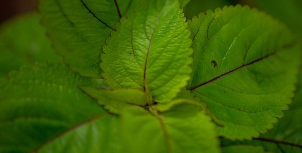 Photosynthesis Magic: Why Do Plants Give Oxygen? The Quirky Science ...